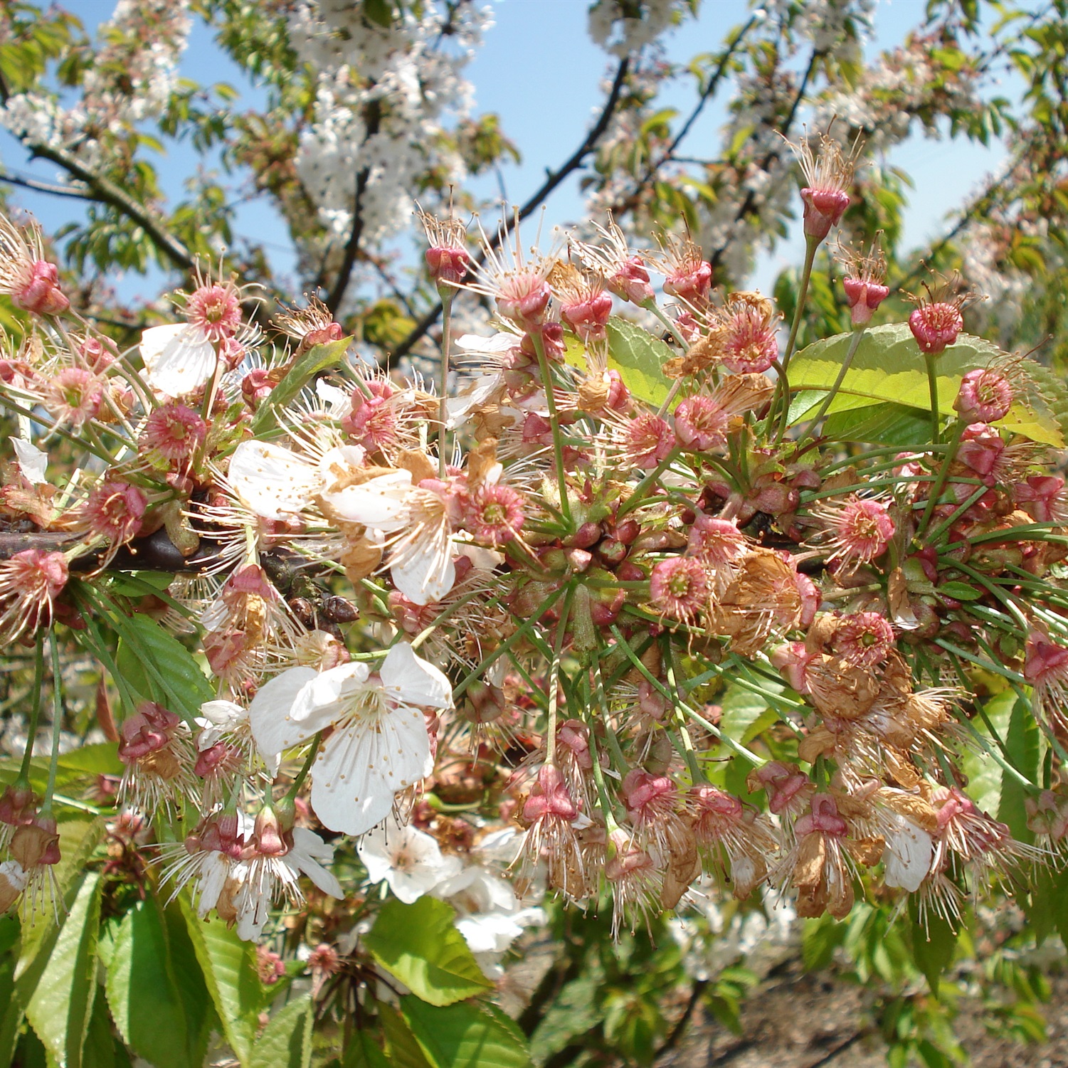 How Renting A Tree Works | Rent A Cherry Tree