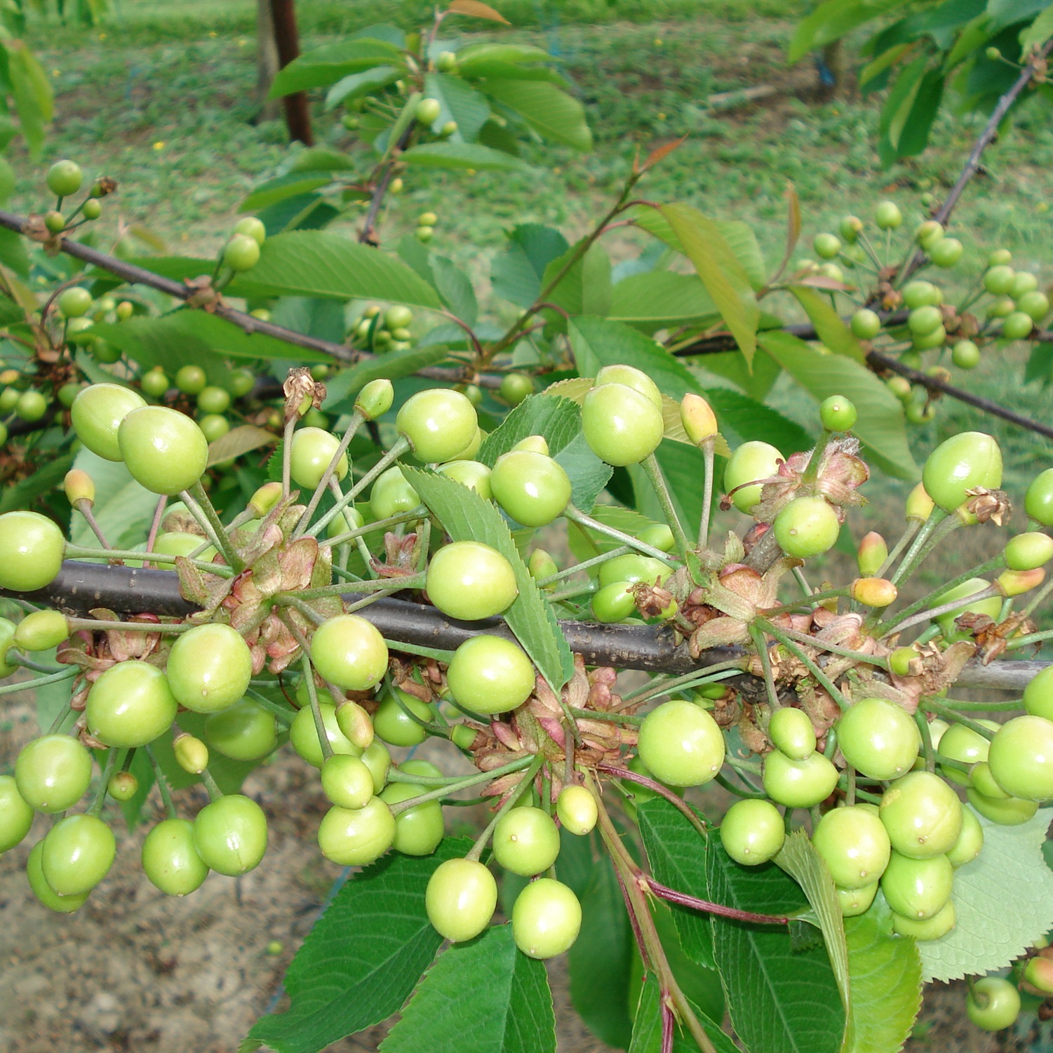 How Renting A Tree Works | Rent A Cherry Tree